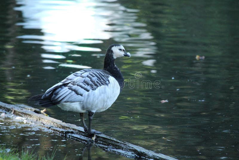Wild Goose stock photo. Image of wildlife, birds, wings - 126532460