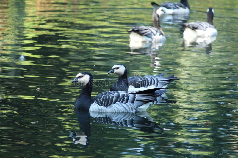 Wild Goose stock photo. Image of bird, waterfowl, grass - 126532480