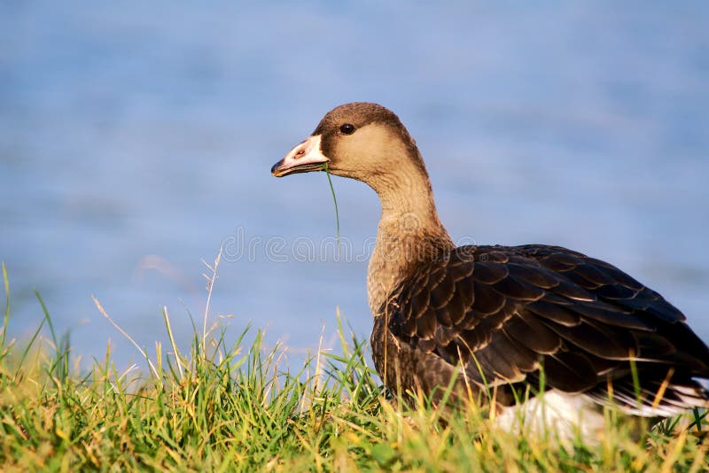 Wild goose on the lake stock image. Image of poro, beak - 34324031