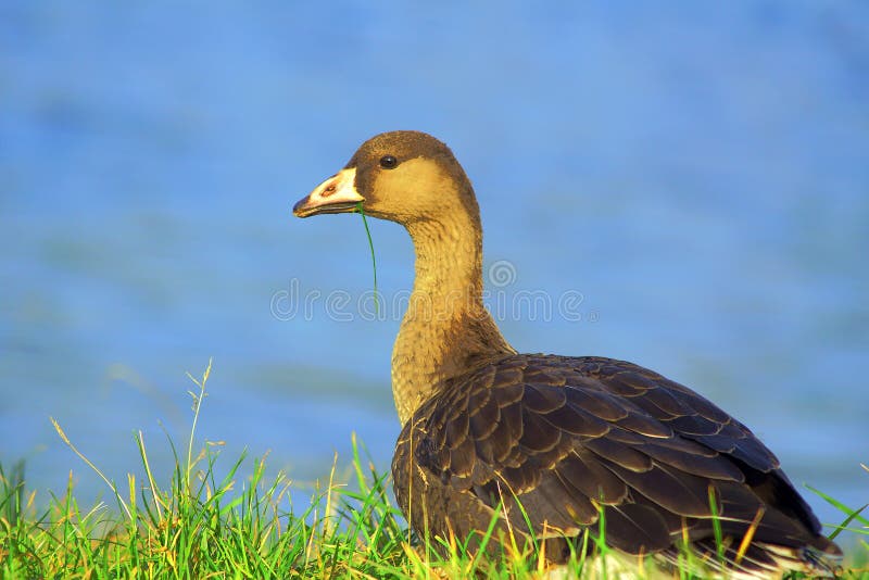 Wild goose stock photo. Image of plumage, animal, water - 45533124