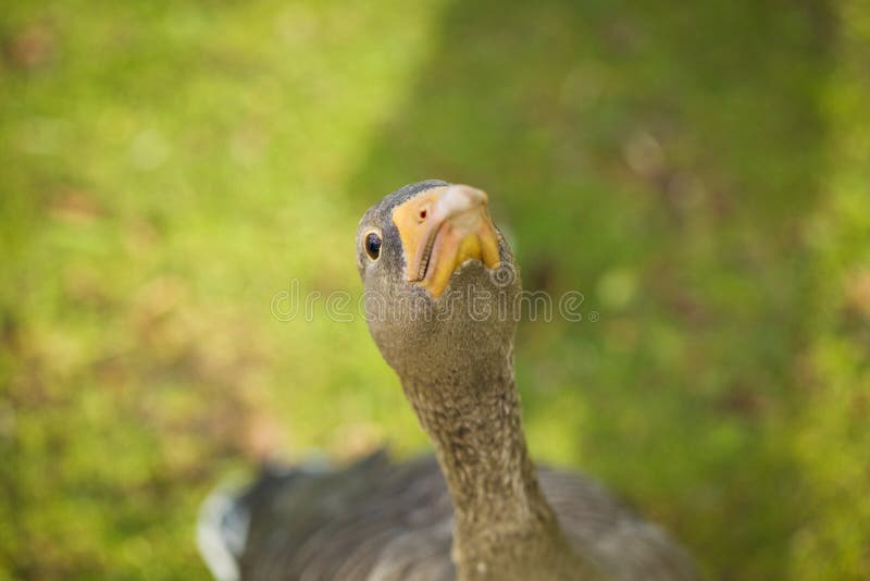 Goose face looking stock photo. Image of feather, decoration - 19095512