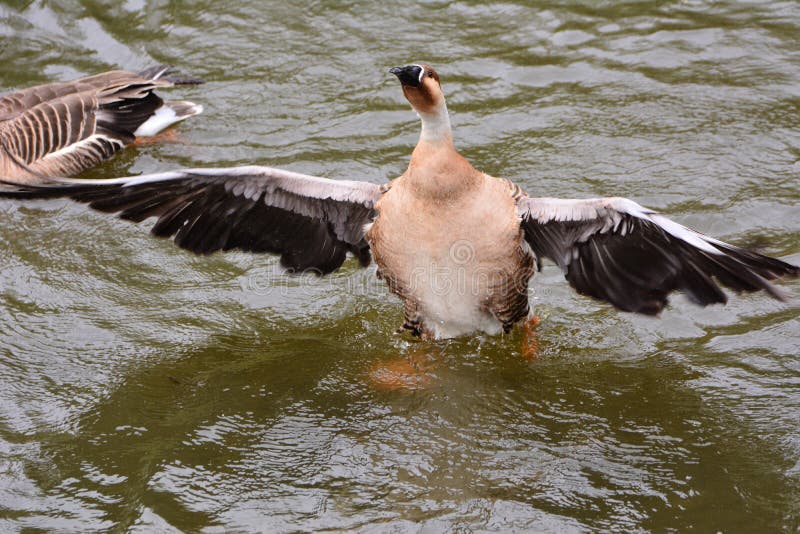 Wild goose stock photo. Image of warm, wings, wild, lifestyle - 90201064