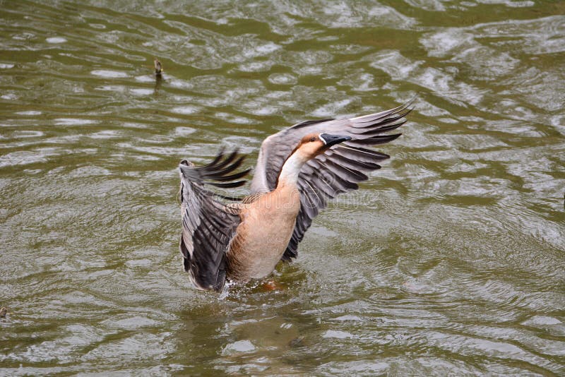 Wild goose stock photo. Image of warm, wings, wild, lifestyle - 90201064