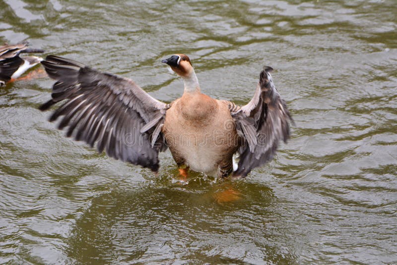 Wild goose stock image. Image of horizontal, south, bird - 90201525