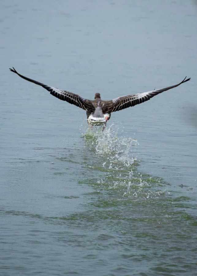 Wild Goose Takes Off from the Pond Stock Photo - Image of nature, wing ...