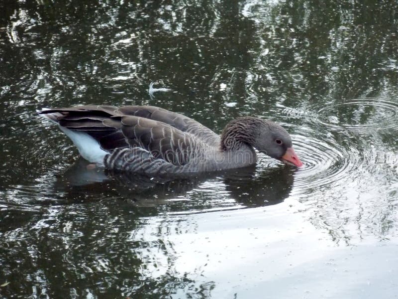 Wild goose on water stock photo. Image of behavior, goose - 43355974