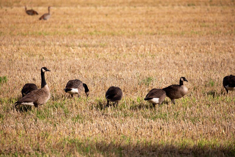 Wild Goose and Wild Ducks on a Field in the North West of Germany Stock ...