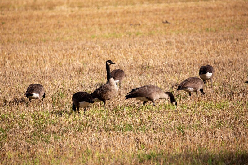 Wild Goose and Wild Ducks on a Field in the North West of Germany Stock ...
