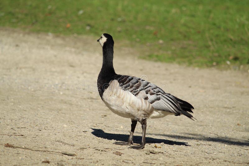 Wild Goose stock photo. Image of black, animal, wildlife - 126533076
