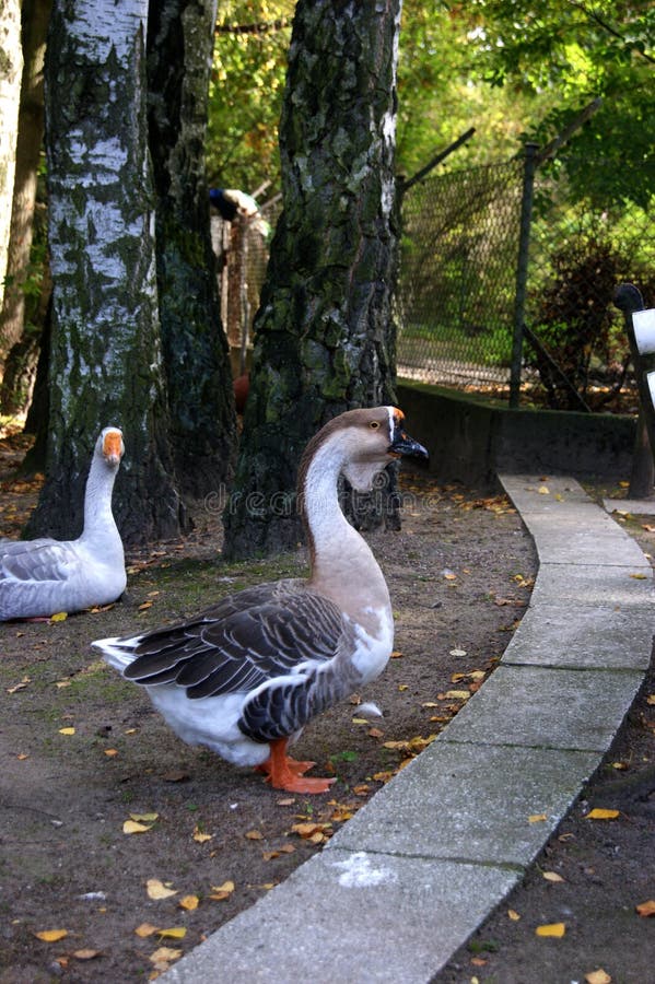 The wild goose stock image. Image of poland, natural - 92815181