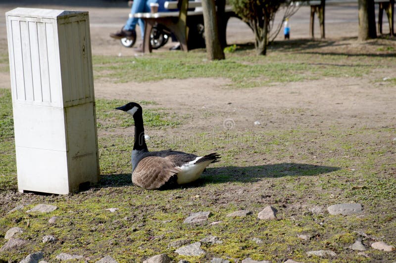 The wild goose stock image. Image of myalacinek, white - 94856047