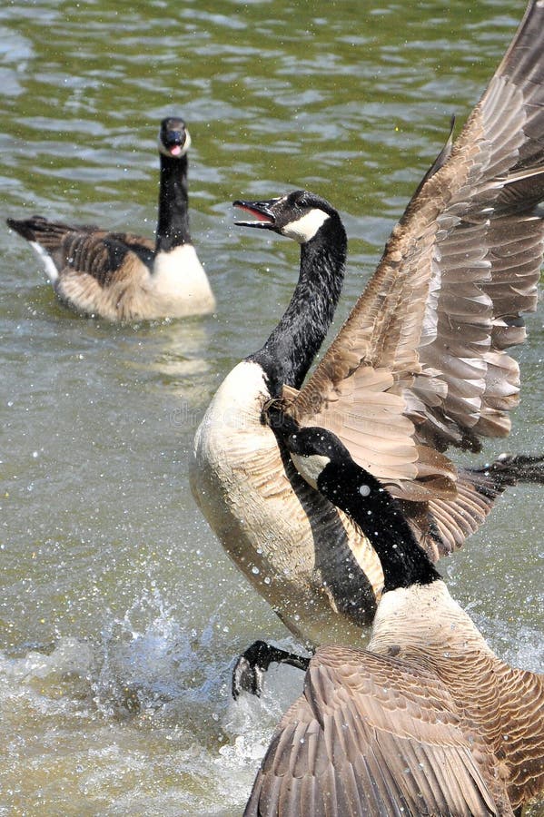 Another goose stock photo. Image of animal, ducks, anserini - 46134870