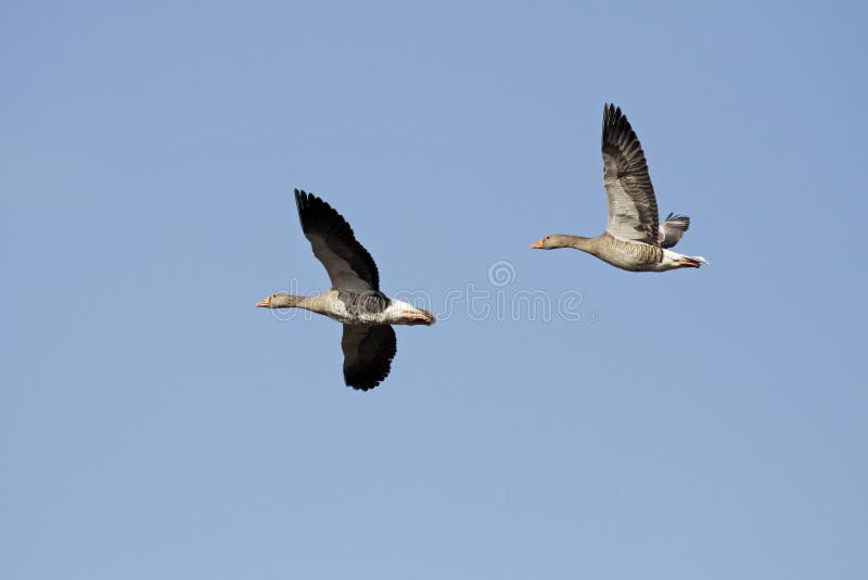 Wild Gooses, Lower Saxony, German Stock Photo - Image of lower, flying ...