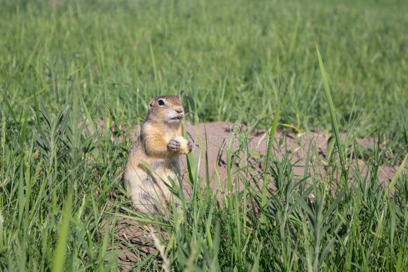 Gopher on duty stock image. Image of duty, listens, noises - 33714607