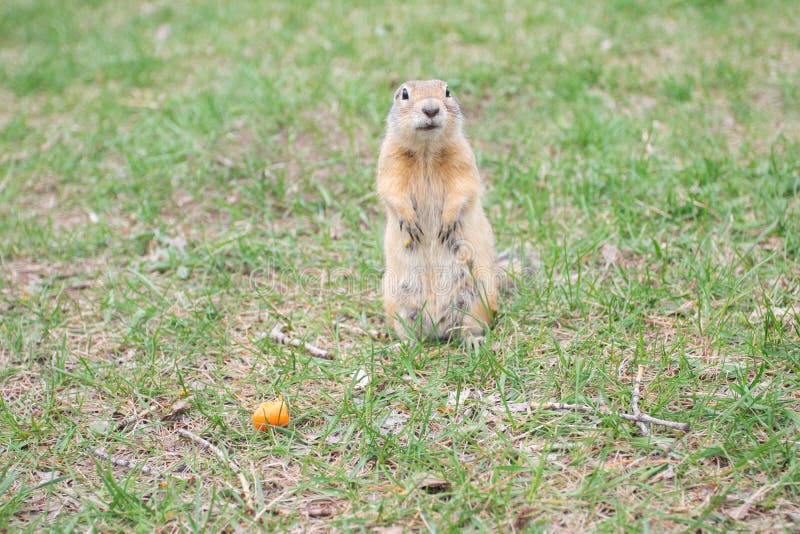 Wild Gopher Near the Burrow Stock Image - Image of looking, groundhog ...