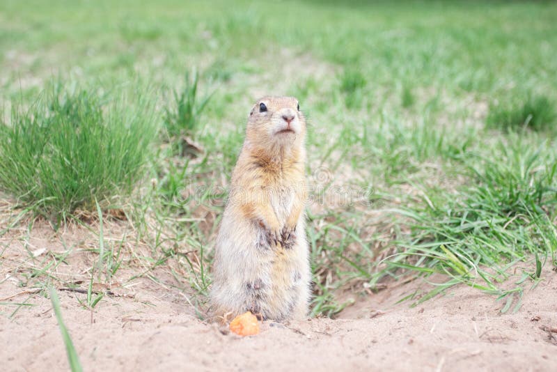 Wild Gopher Standing and Looking Near the Burrow Stock Image - Image of ...
