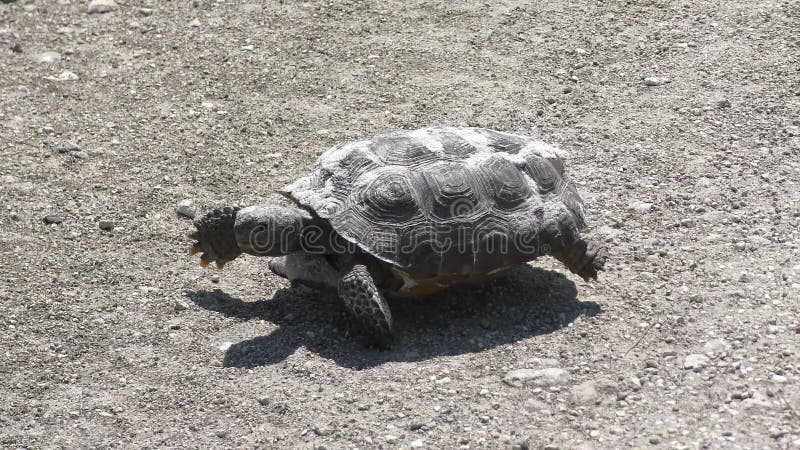 Wild Gopher Tortoise in Florida Park. Stock Video - Video of walking ...