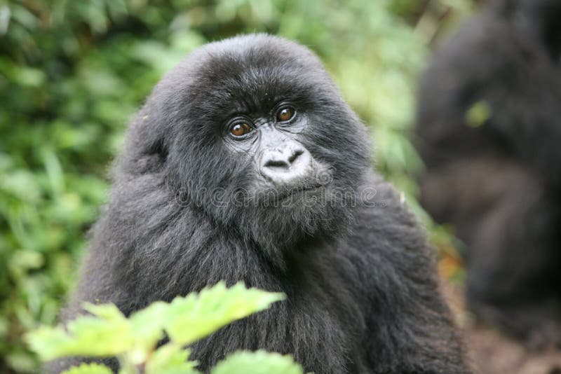 Wild Gorilla Animal Rwanda Africa Tropical Forest Stock Photo - Image ...