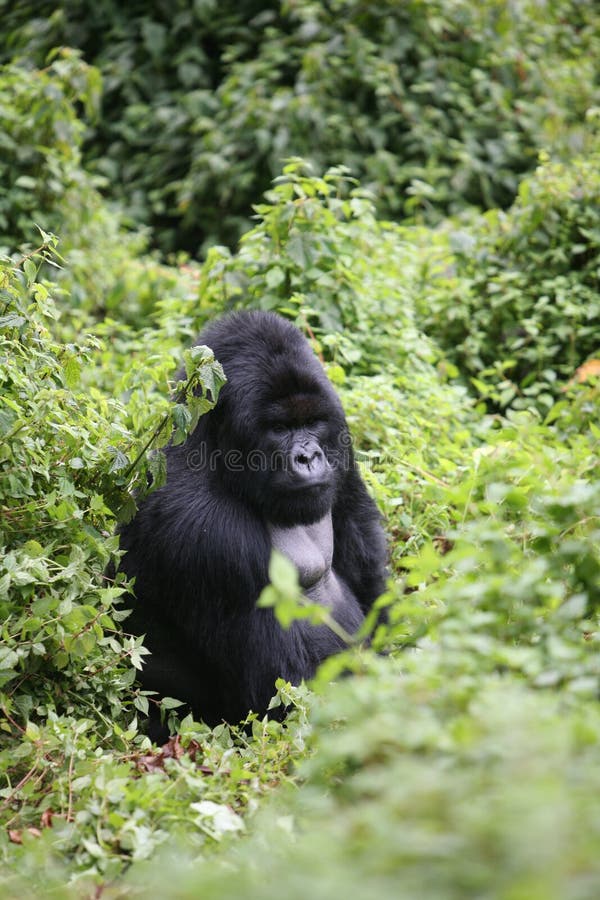 Wild Gorilla Animal Rwanda Africa Tropical Forest Stock Image - Image ...