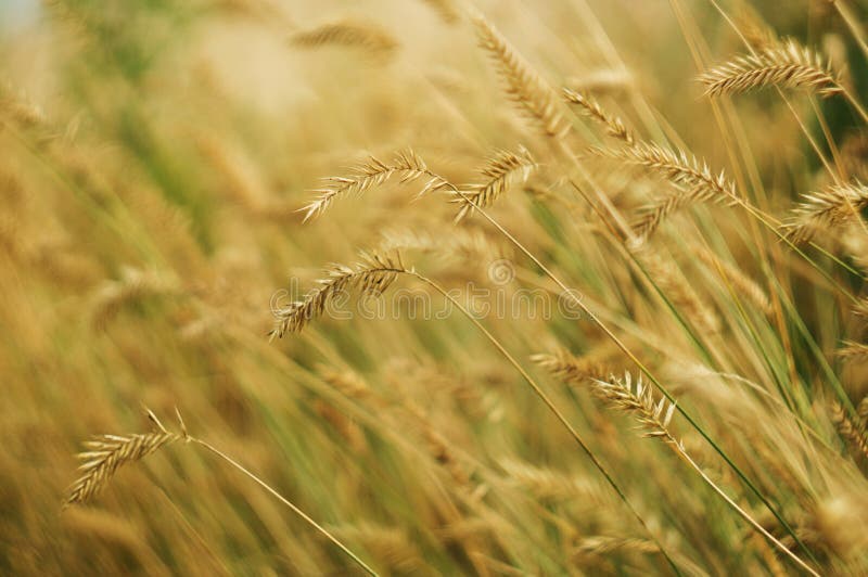 Wild Grain Stock Images - Download 17,170 Royalty Free Photos