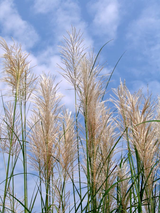 Wild Grain Stalks stock photo. Image of stem, breeze, yellow - 1323896
