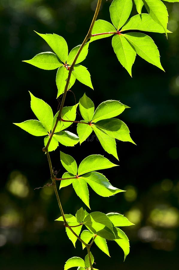 Wild Grape Picture. Image: 10337229