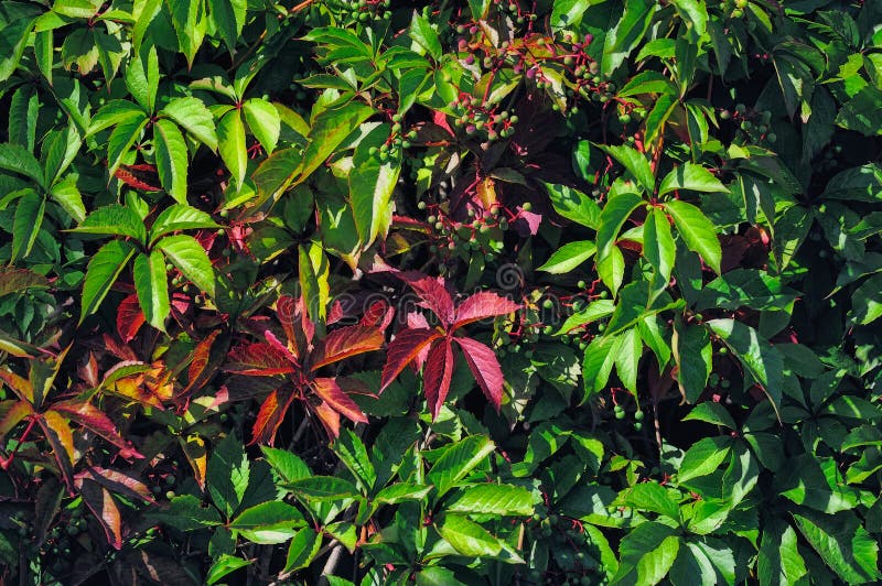 Wild Grape stock image. Image of freshness, botanical - 21344065