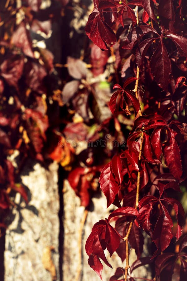 Wild Grape with Autumn Leaves Stock Image - Image of garden, autumnal ...