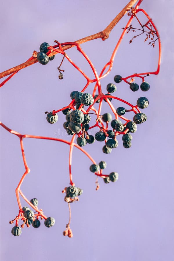 Wild grape berries stock photo. Image of colourful, natural - 235327644