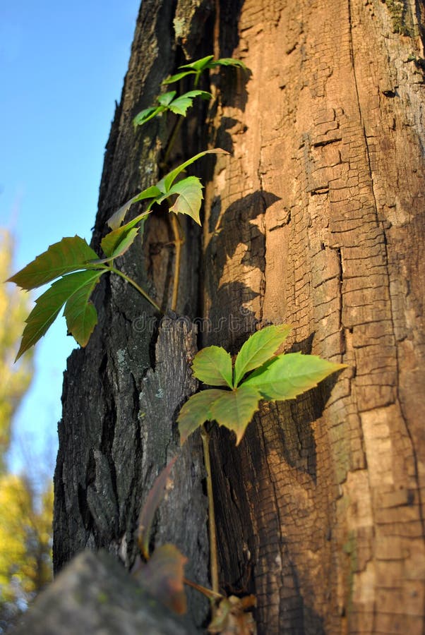 Wild Grape Green Leaves on Background of Rough Tree Trunk Stock Photo ...