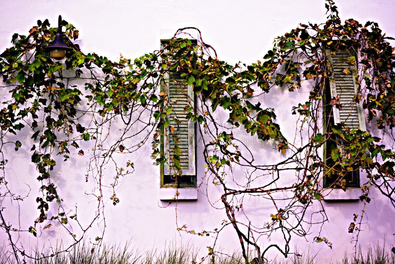 Wild Grape Growing Over Wall Small Window Stock Photos - Free & Royalty ...