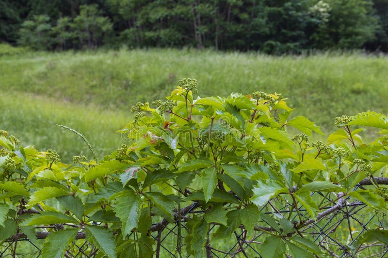 Wild Grape Hedge in Front of the Forest Edge Stock Photo - Image of ...