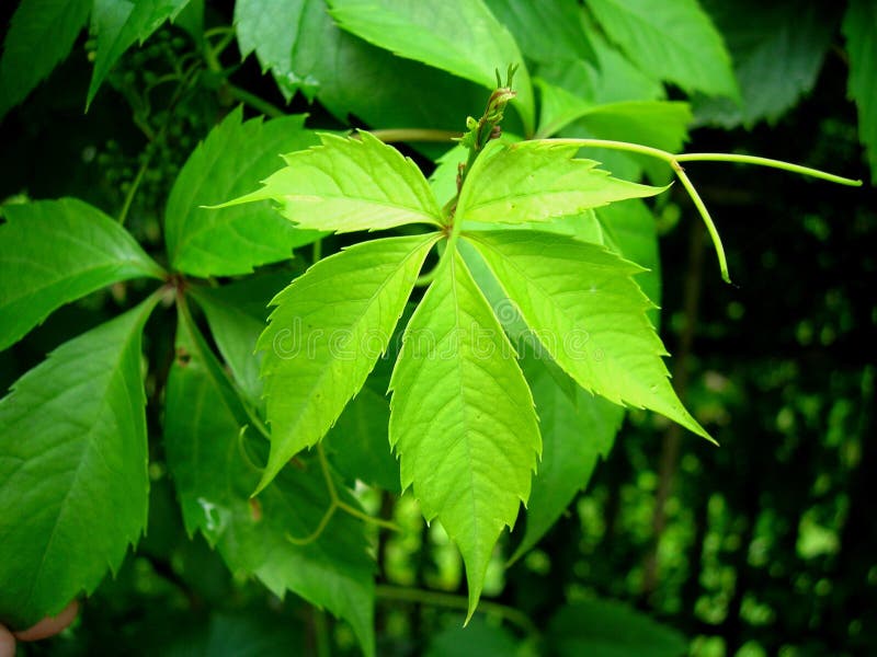 Wild grape leaf stock photo. Image of shot, fresh, flora - 10914288