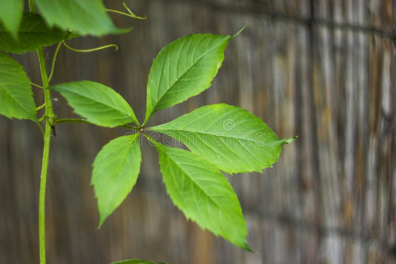 Wild grape leaves stock photo. Image of grape, grapes - 132870310