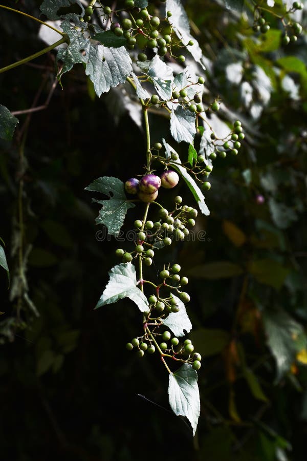 Wild grape stock photo. Image of decorative, fruit, branch - 130302888