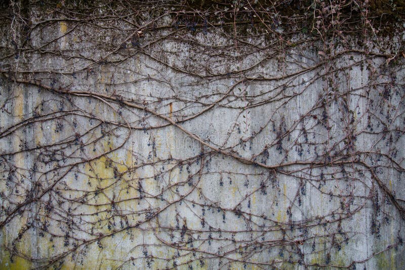 Wild Grape Tendrils Draping Over Concrete Surface in Stock Image ...