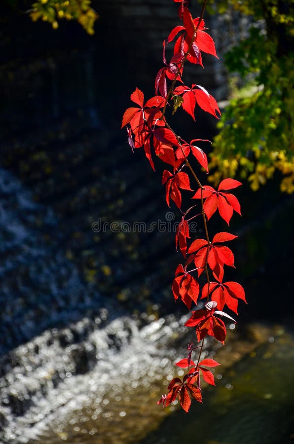 Wild Grape Vine. Red Grape Leaves. Stock Photo - Image of blue, creeper ...