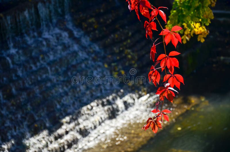 Wild Grape Vine. Red Grape Leaves. Stock Photo - Image of park, autumn ...