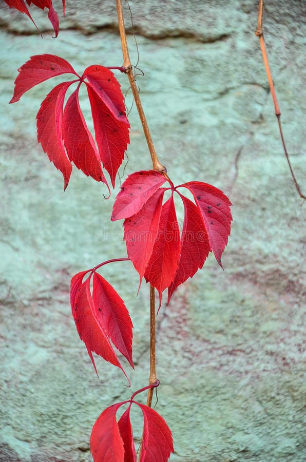 Wild Grape Vine. Red Grape Leaves. Stock Photo - Image of colorful ...
