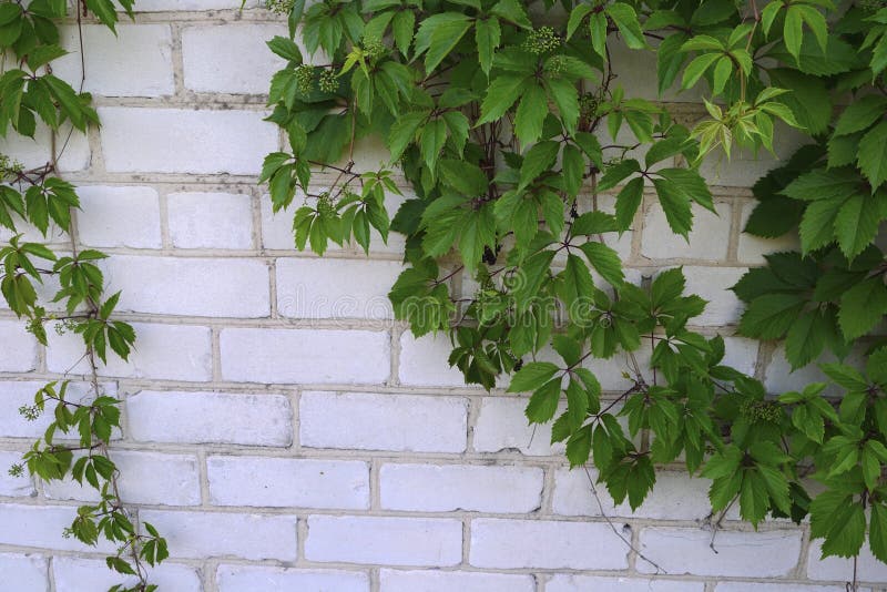 Wild grape on the wall stock photo. Image of branches - 72265984