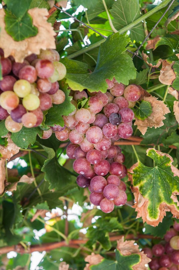 Wild grapes stock photo. Image of wild, selective, vineyard - 27115574
