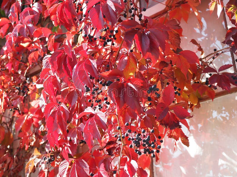 Wild Grapes in Autumn in the Rain Wild Grapes Rainy Autumn Stock Image ...