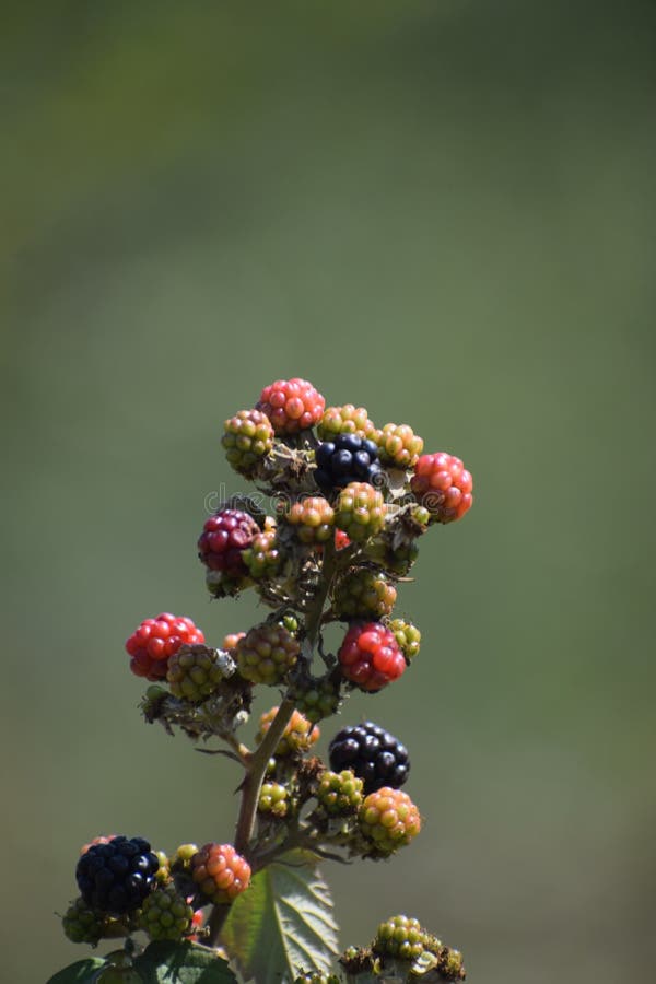 Wild Grapes Captured Somewhere in Kashmir India Stock Photo - Image of ...