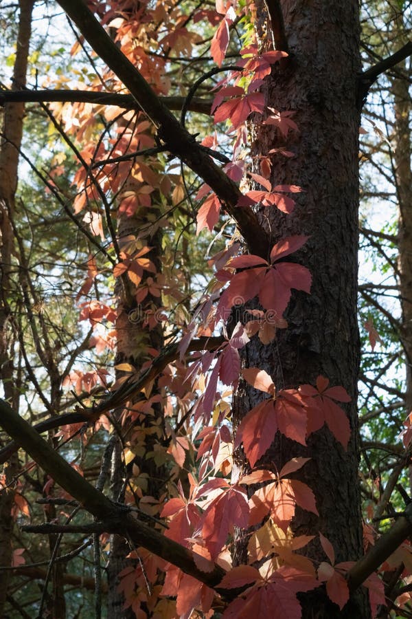Wild Grapes Wrap Around a Tree Trunk. Plants and Trees. Red Leaves ...