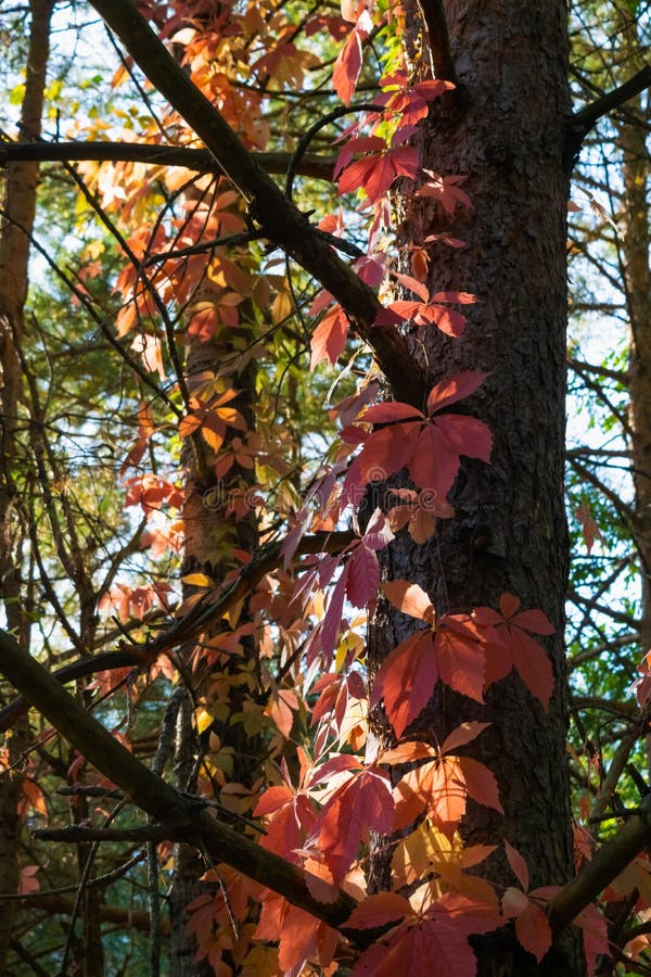 Wild Grapes Climb the Tree. Stock Photo - Image of creep, bright: 258053882