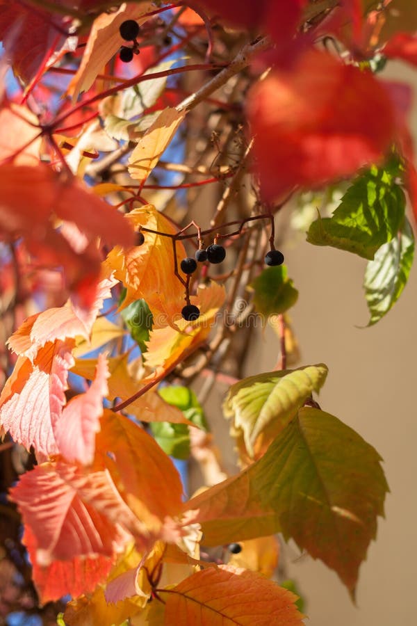 Wild grapes in fall stock photo. Image of autumn, berries - 64179182