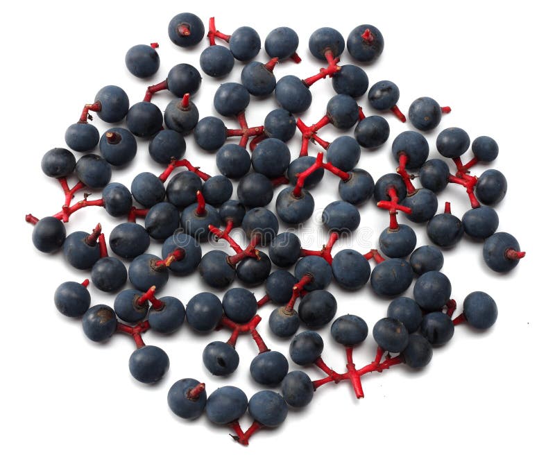 Wild Grapes Isolated on White. Top View Stock Image - Image of indoor ...
