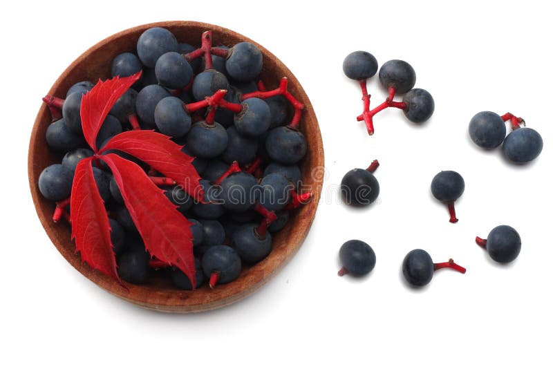 Wild Grapes Isolated on White. Top View Stock Photo - Image of view ...