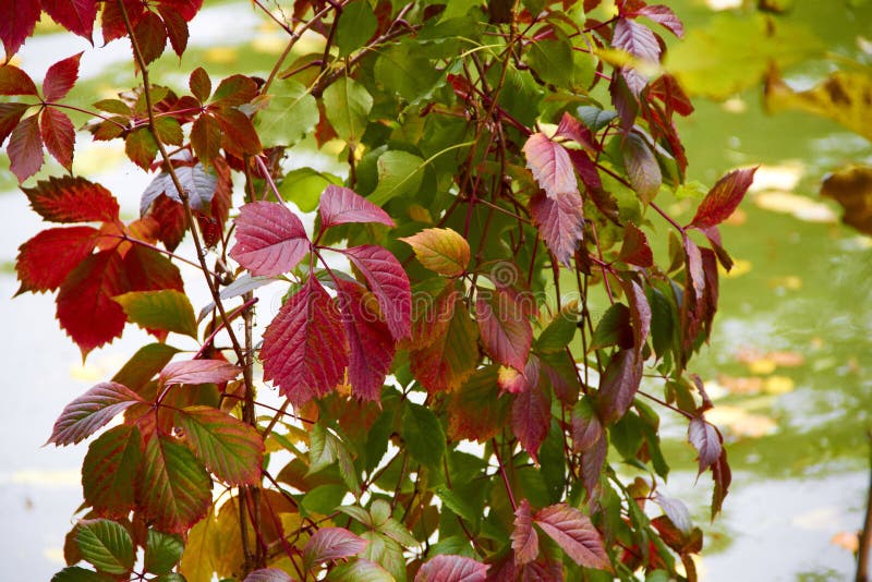 Wild grapes stock photo. Image of saturated, outdoors - 34325254