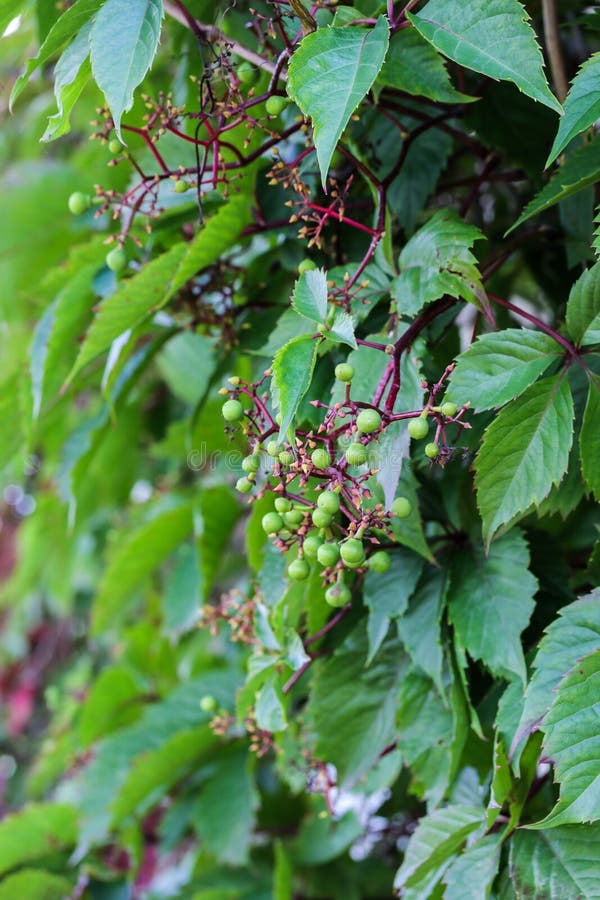 Wild grapes stock photo. Image of grapes, juice, details - 57158632